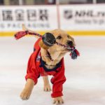 13 Best Hockey Podcasts In 2025 - Hockey Humor & News